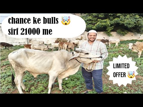 Chance ke bulls 🤯 // #bulls #cow #viralvideo #barkas #hyderabad # ...