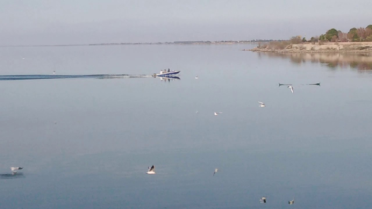 Bike boat white geez birds(1) - YouTube