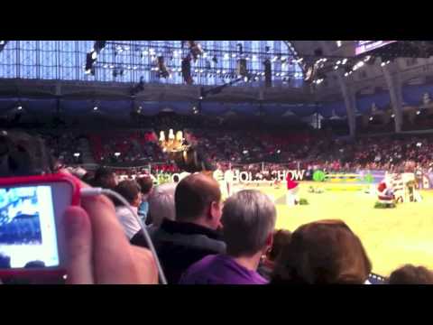 Laura Renwick show jumping at Olympia - YouTube