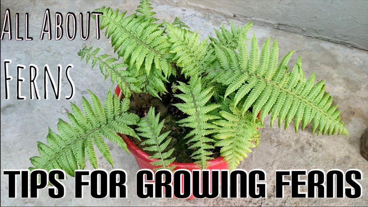 how to grow ferns| Fern Care| Tips For Growing Healthy Ferns| All About ...