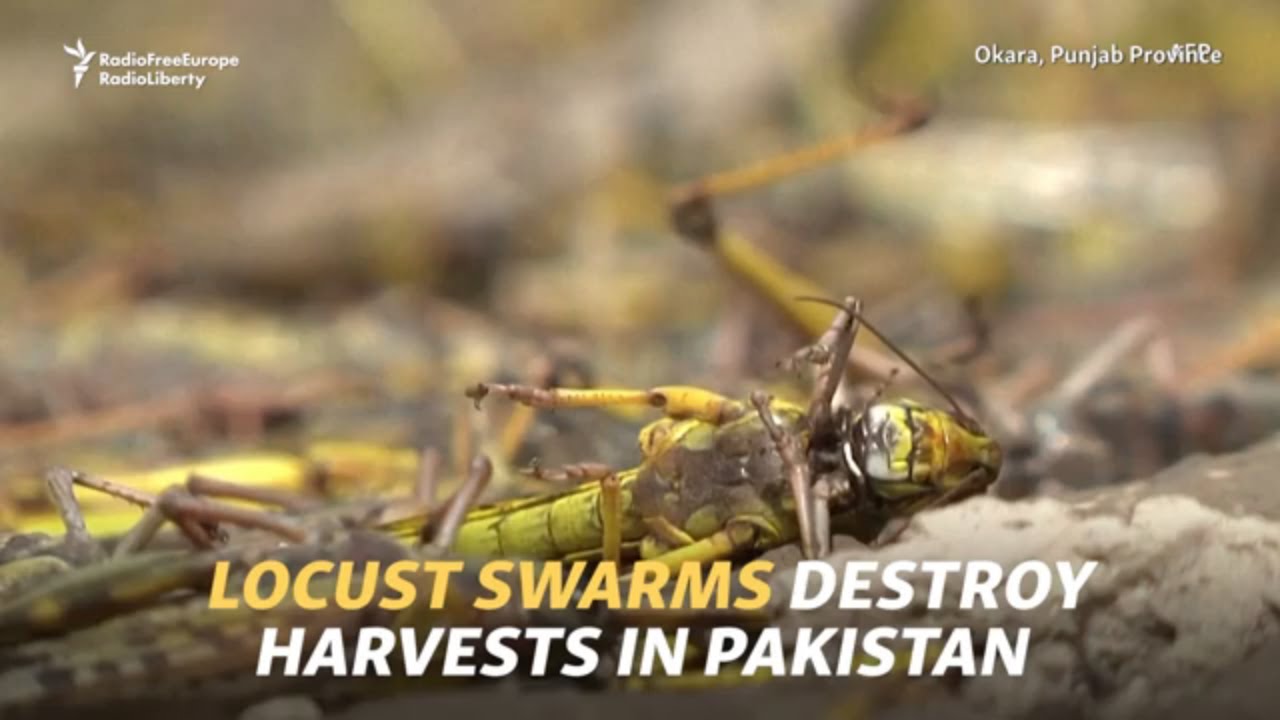 'They've Eaten Everything' Locust Swarms Destroy Harvests In Pakistan ...