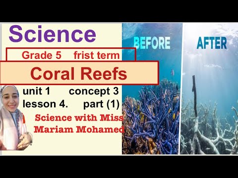 Grade 5 |Science |Concept 3 | Lesson 4 part (1)[Coral Reefs] - YouTube