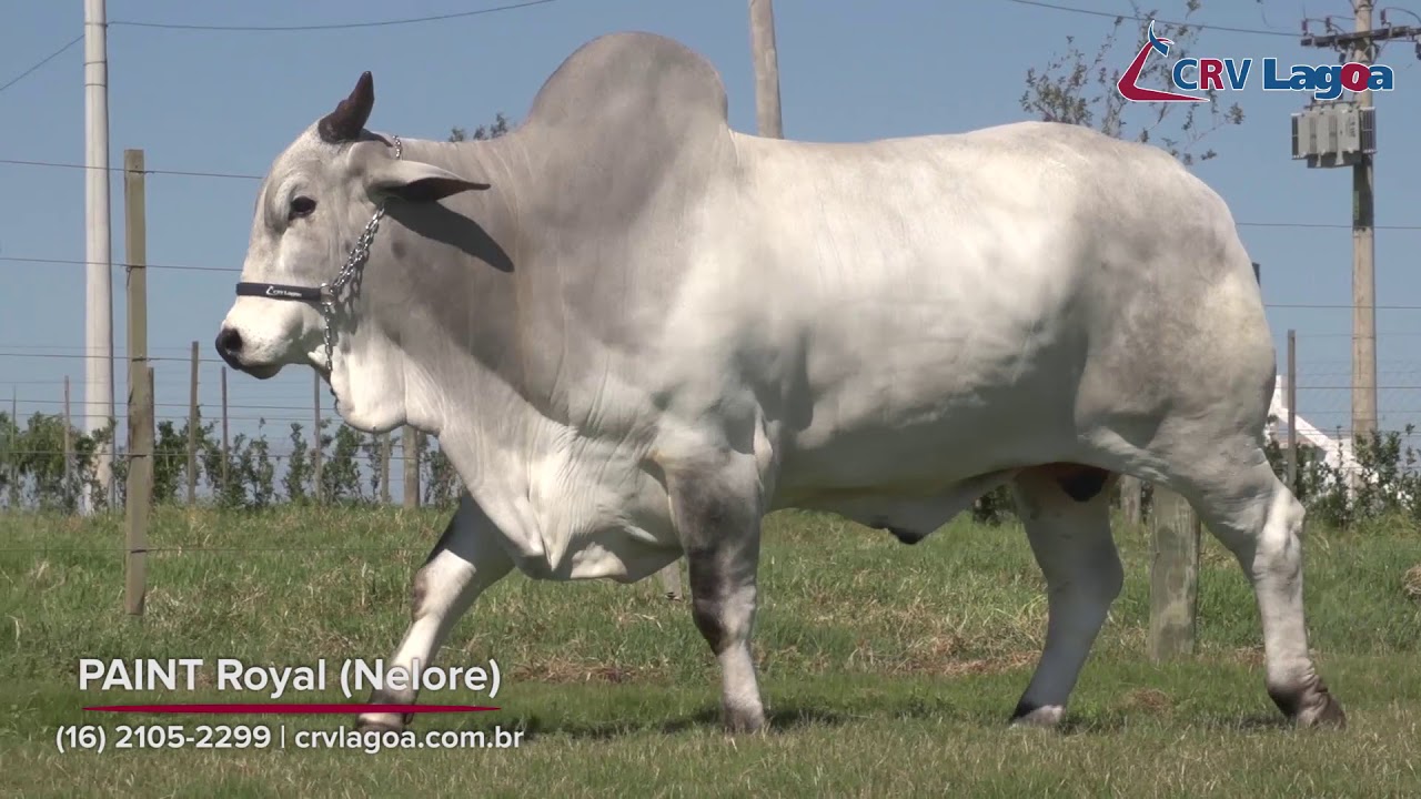 PAINT Royal (Nelore) | CRV Lagoa - YouTube