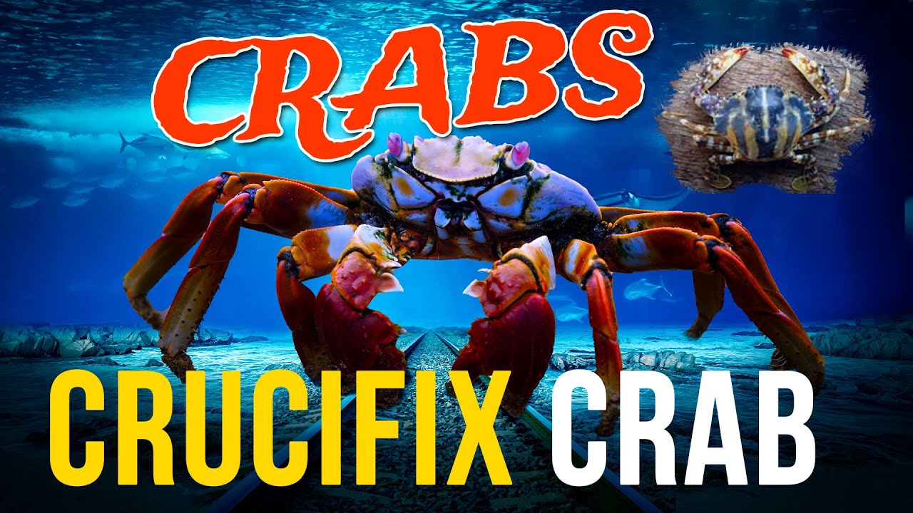 Crucifix crab | Charybdis feriatus | Marine Life fish Species - YouTube