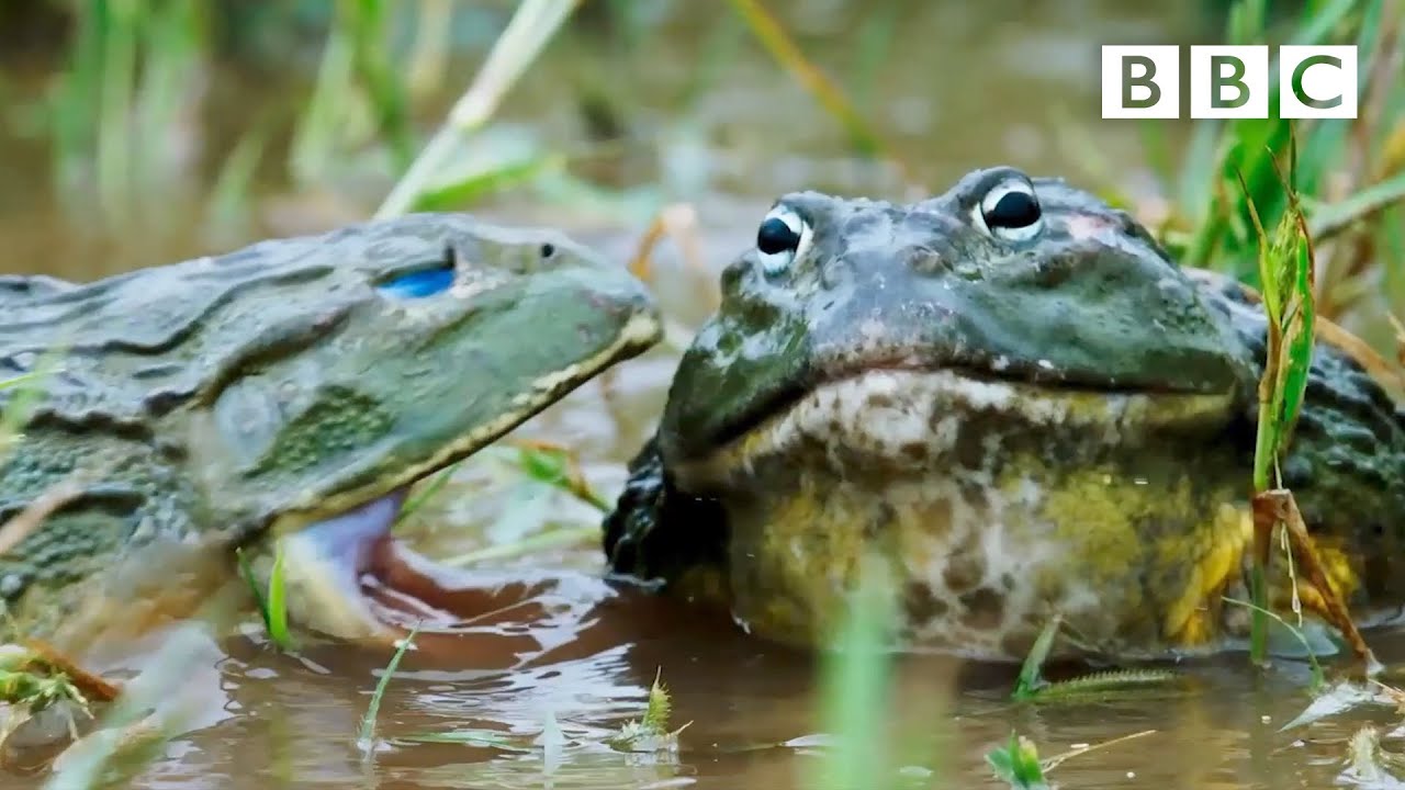 African Giant Bullfrogs Battle For A Mate The Mating Game Bbc Youtube