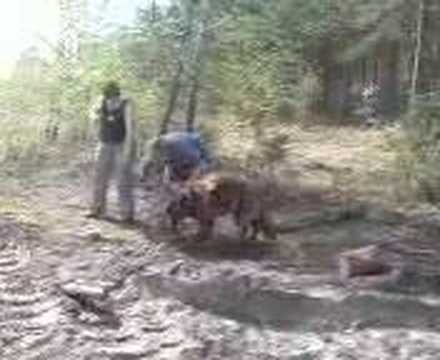 Charlotte prancing with wolves - YouTube