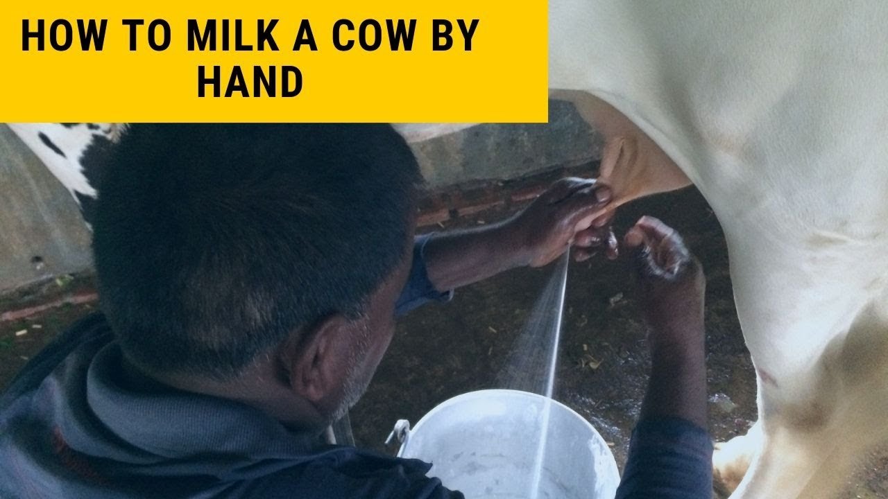 How to Milk a Cow By Hand | How to learn milking the cow step by step ...