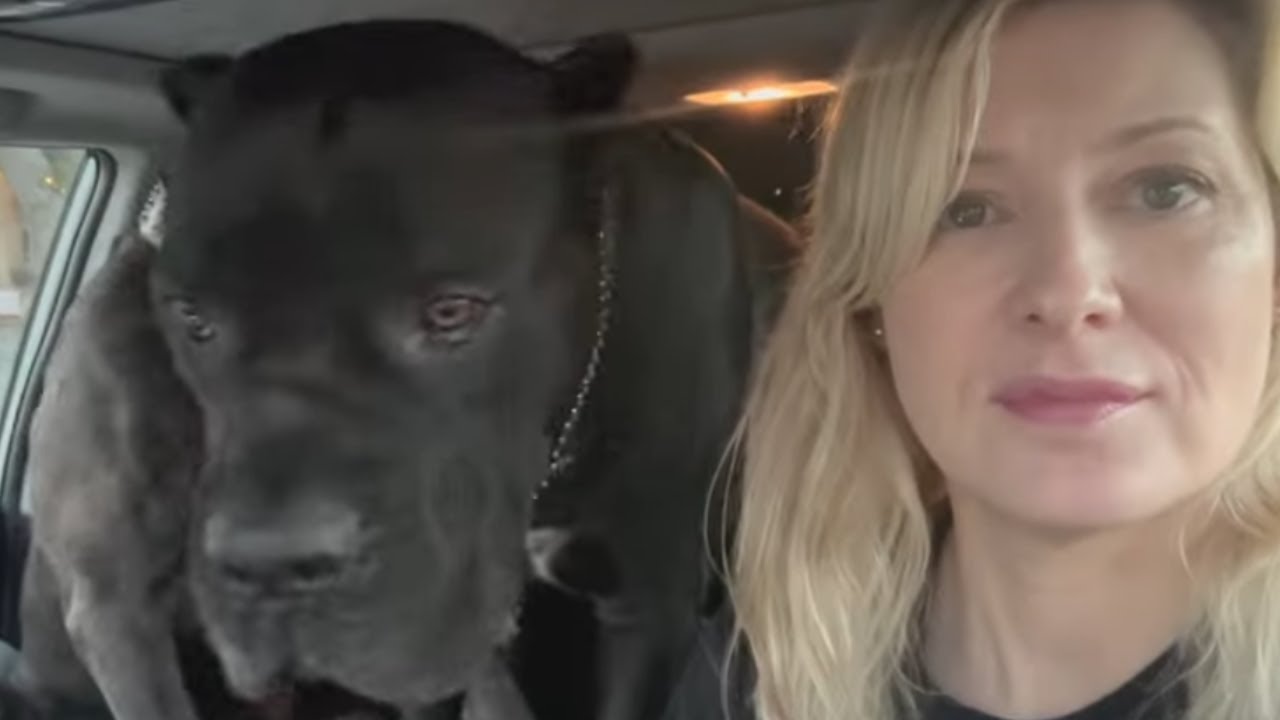 CANE CORSO is FIERCE PROTECTOR & Best GUARD DOG! - YouTube