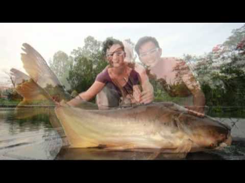 45KG & 60KG Giant Mekong Catfish Fishing Thailand By BKKGUY - YouTube