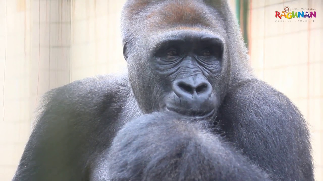 TONES AND I (DANCE MONKEY) VIDEO CLIP ORIGINAL RAGUNAN ZOO - YouTube