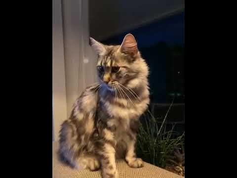 Eevee wants to be petted #mainecoon #eevee #kitten #cat #cute #beautiful - YouTube