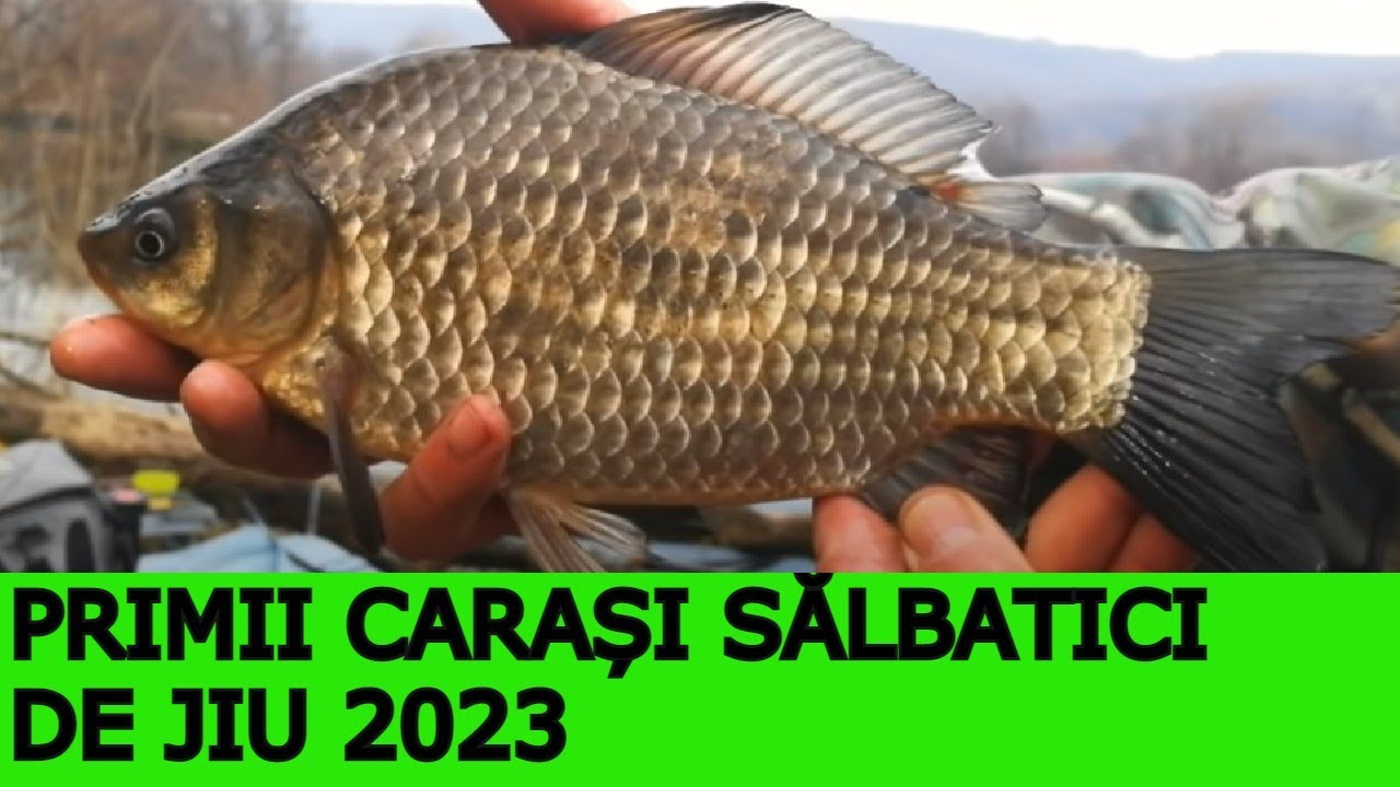 PESCUIT PE JIU CARAS SĂLBATIC - YouTube