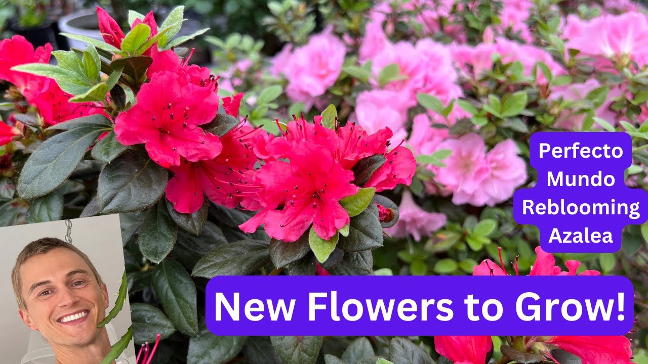 ReBlooming AZALEA Perfecto Mundo - Try this New Plant! - YouTube