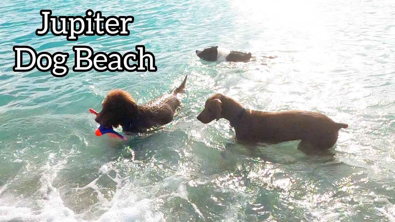 Dog Play On Jupiter Dog Beach - YouTube