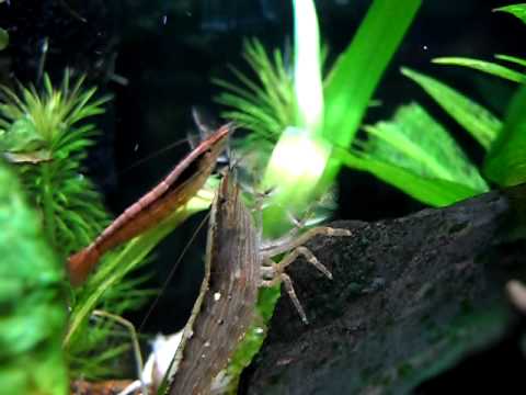 Two Bamboo Shrimp Filter Feeding 1 - YouTube