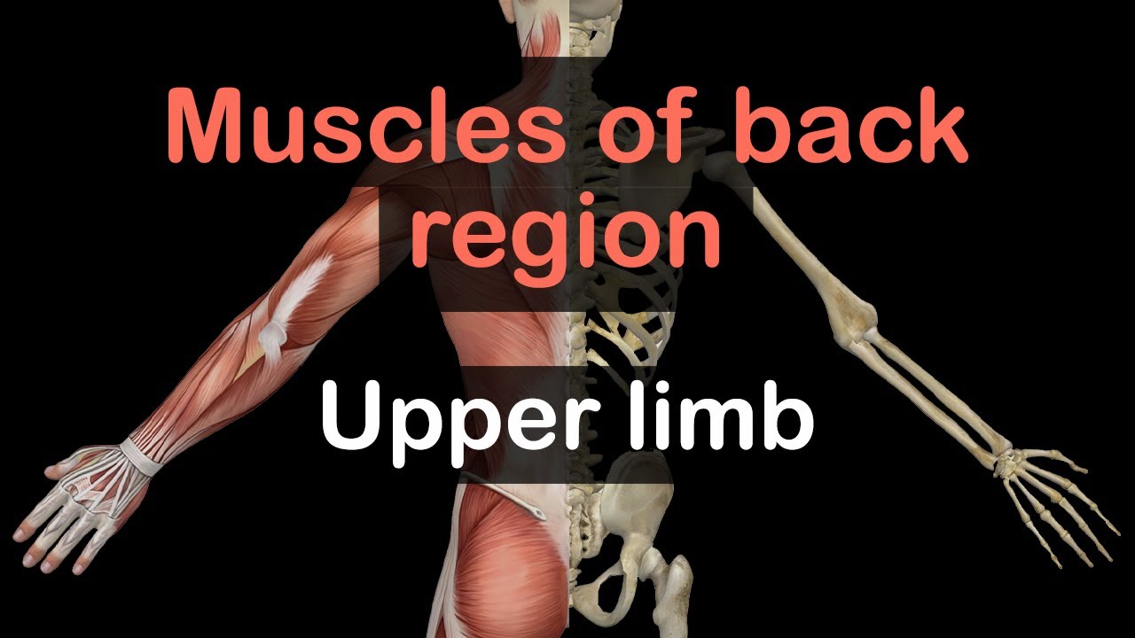 Upper limb: Muscles of back region - YouTube