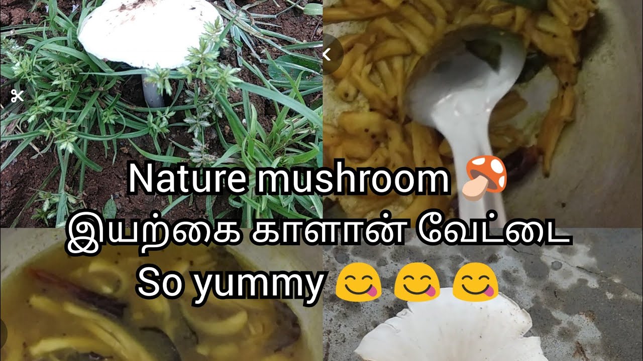 Natural kalan recipe/mushroom recipe /kalan kulambu /kalan fry /tamil ...