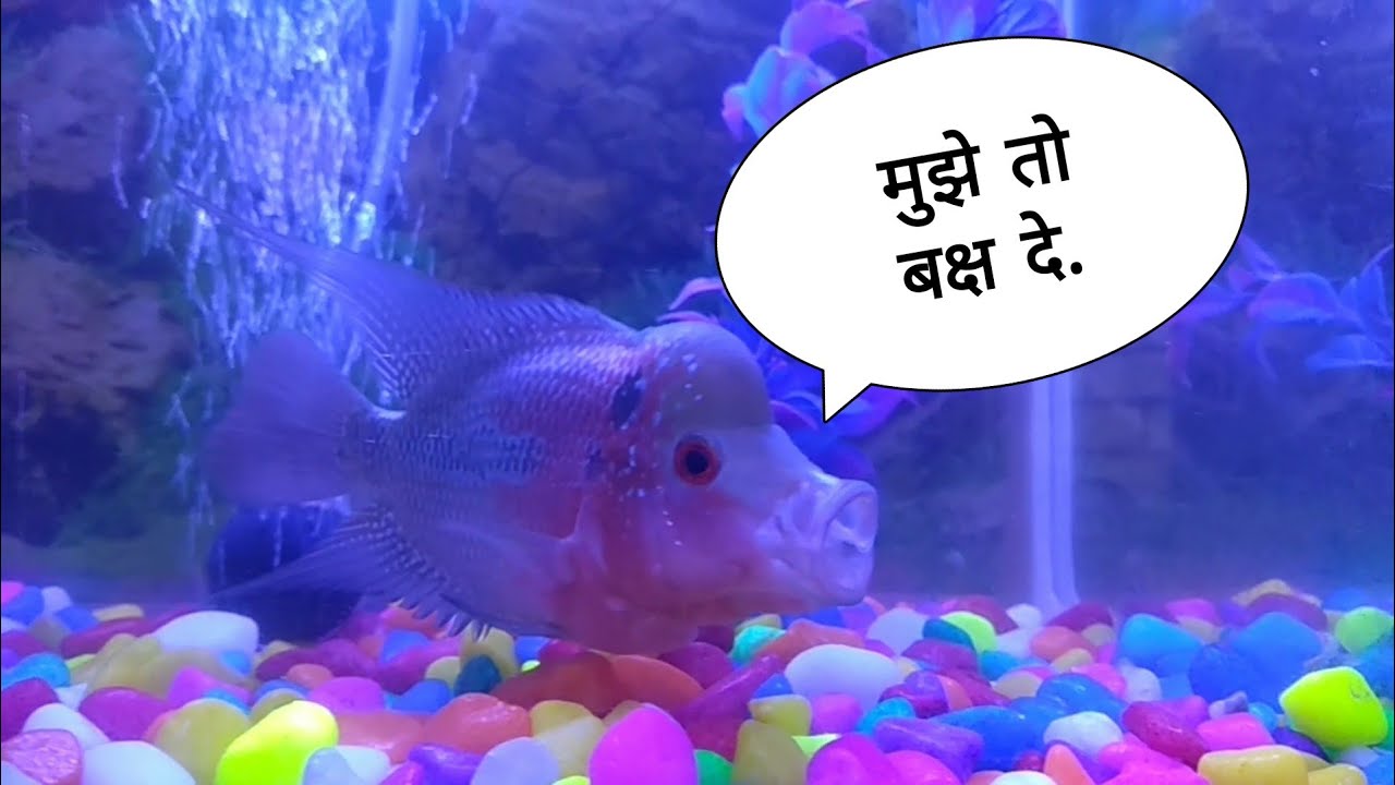 Fishdom flowers - Qaspurchase