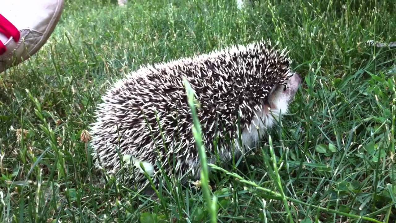 Hedgehog's First Time Outside - YouTube