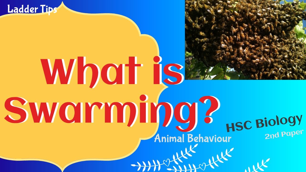 What is Swarming? | Animal Behaviour | HSC Biology | Ladder Tips - YouTube