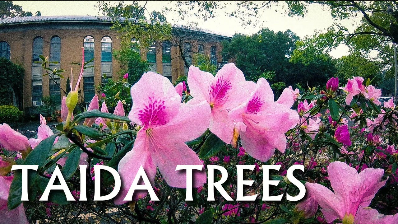 {Taipei Trees} Taiwan Travel -- TAIWAN UNIVERSITY Campus Trees (台大樹木 ...