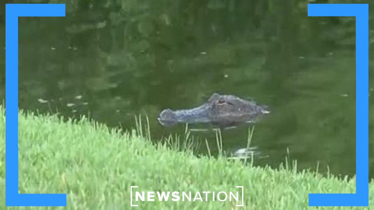 Alligator attack: Woman killed at Florida golf course | Morning in ...