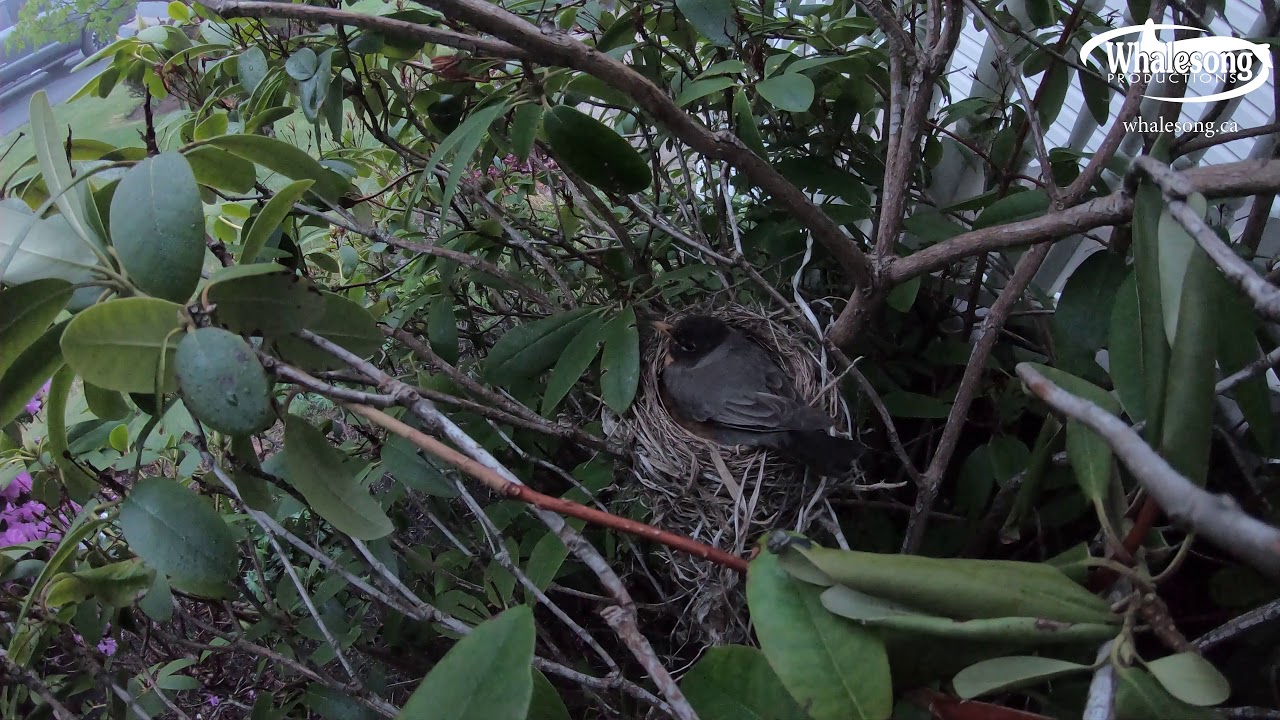 Snail In Robin's Nest (Timelapse) - YouTube