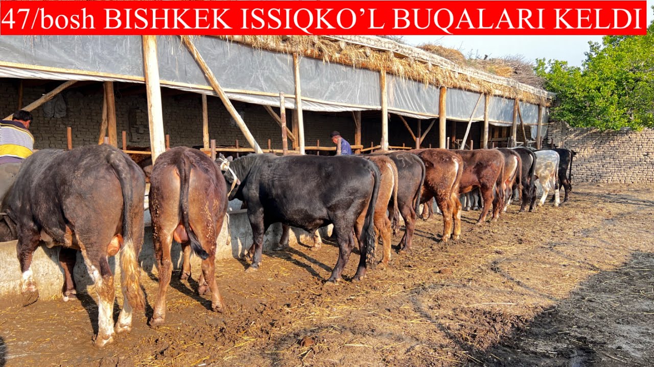 Susanbilga BISHKEK ISSIQKO’L BUQALARI KELDI ARZON NARXLARDA SHOSHLING ...