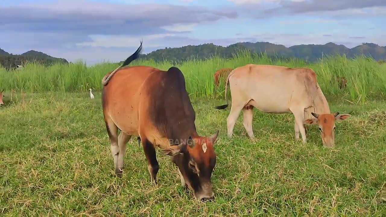 SUARA SAPI LEMBU GEMBALA di LADANG PETERNAKAN SAPI DESA!!..VOICE COWS - YouTube