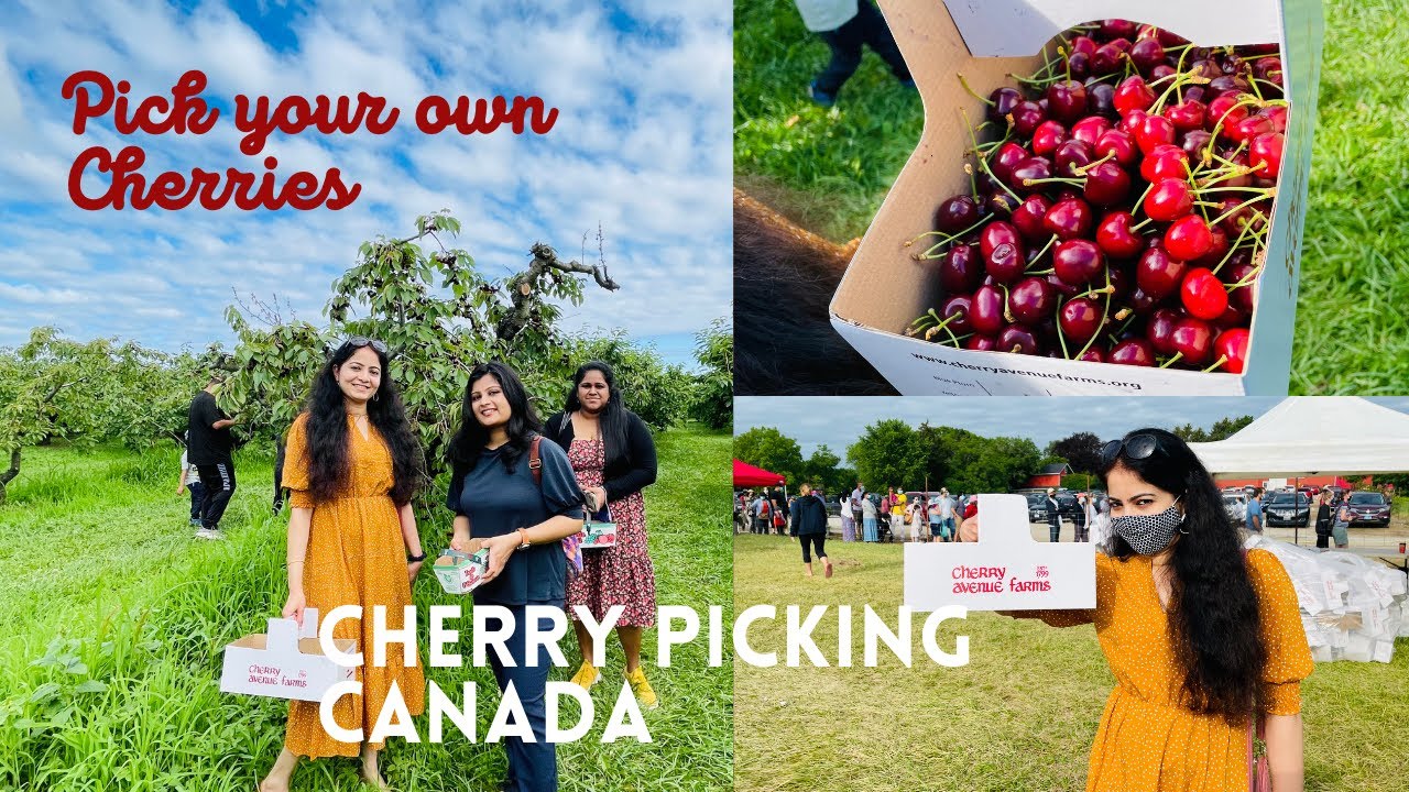 Cherry Picking in Canada | Summer 2021 | Cherry Farm | - YouTube
