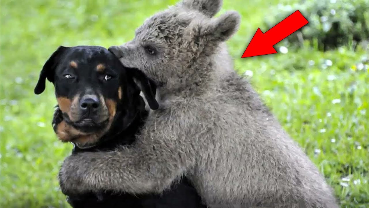 Bear Cub and Dog Grew Up Together.You Won’t Believe What Happened After ...