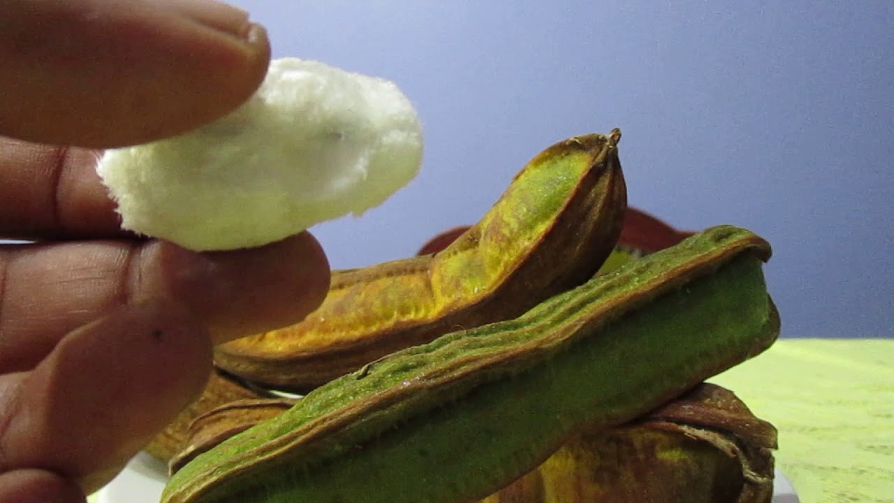 EL PACAY: PROPIEDADES Y BENEFICIOS - YouTube