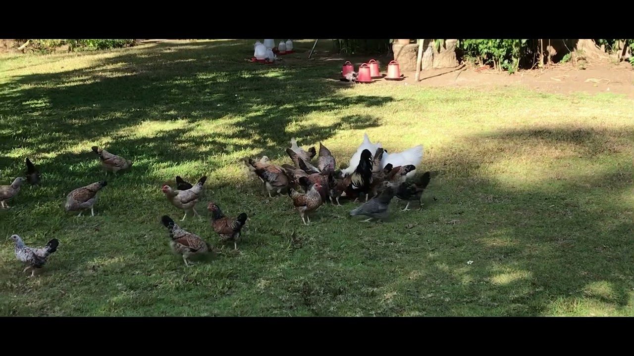 Chickens Gathering to eat corn|Peaceful Chicken sounds - YouTube