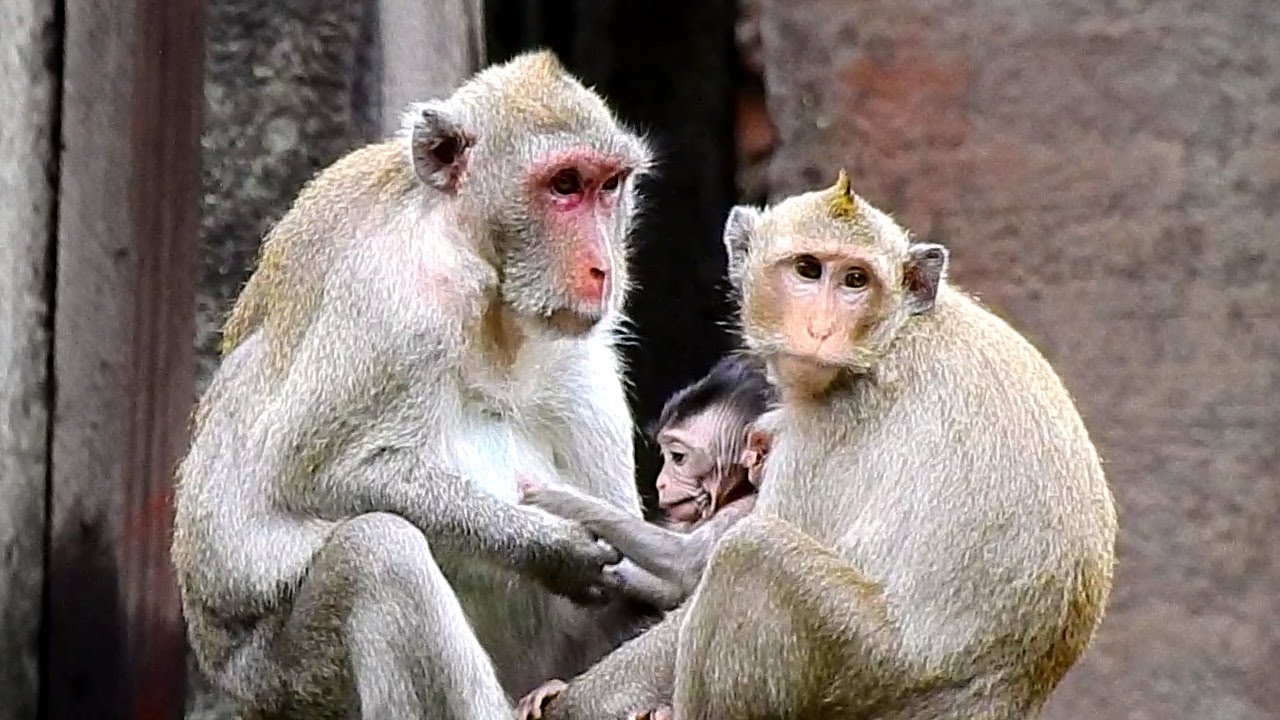 Jonna More Sad Unbelievable Mom Jane Rejected Her Request Milk While She Try To Nurse in Hand ...