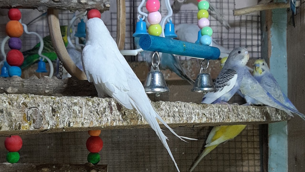 Parakeet Food Budgie Morning Routines - YouTube