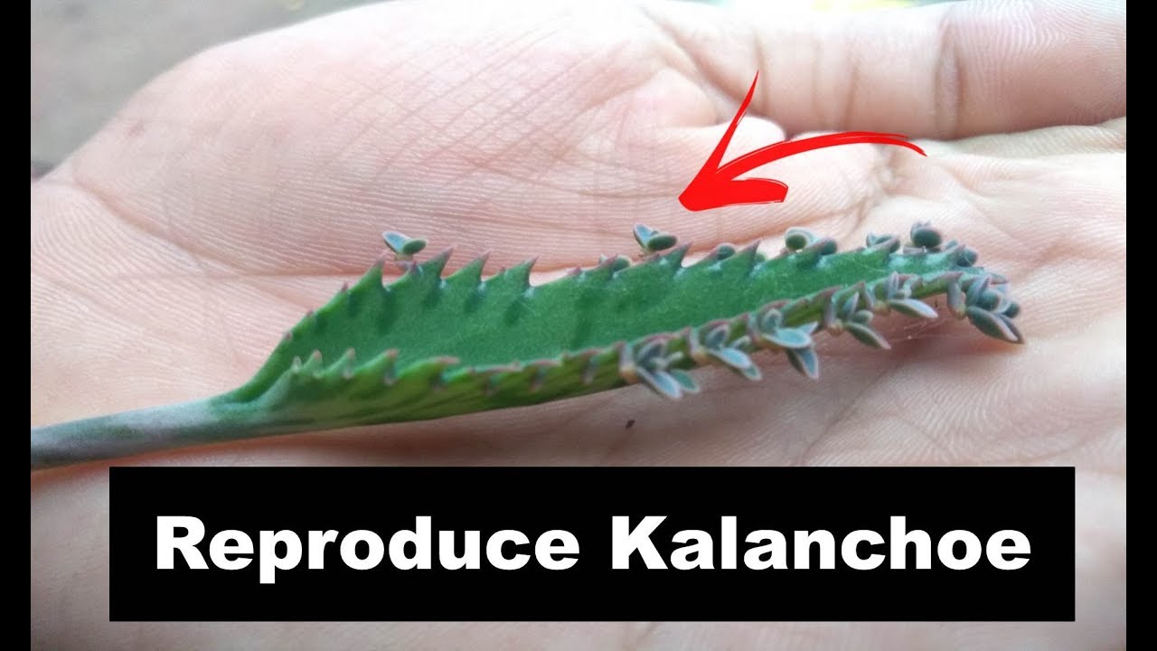 COMO REPRODUCIR KALANCHOE DAIGREMONTIANA - YouTube