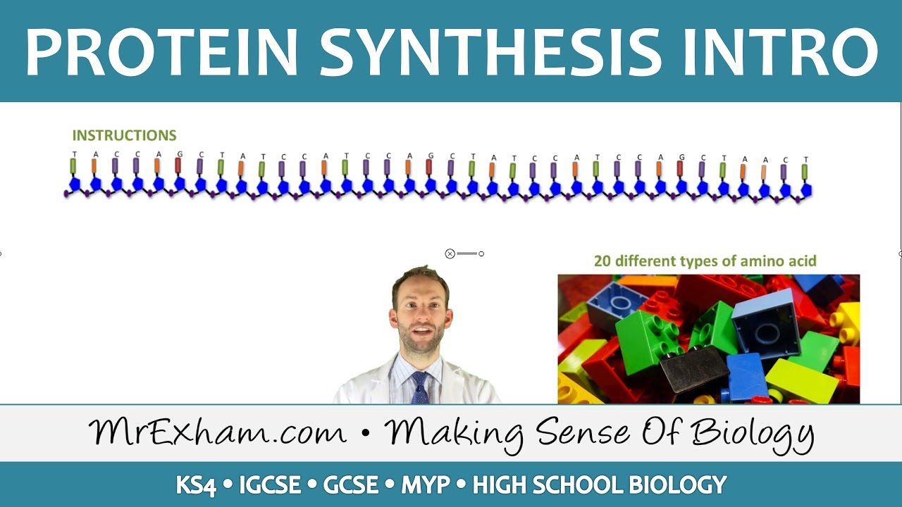 Protein Synthesis Diagram Gcse protein-synthesis-diagram-gcse