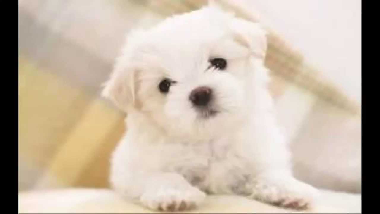 perritos adorables - YouTube