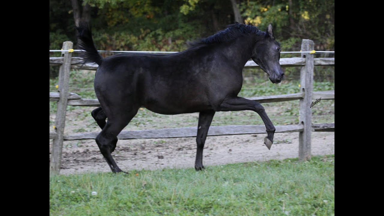 Straight Egyptian Black filly HU SHAITIKKA at Hughes Arabians - YouTube