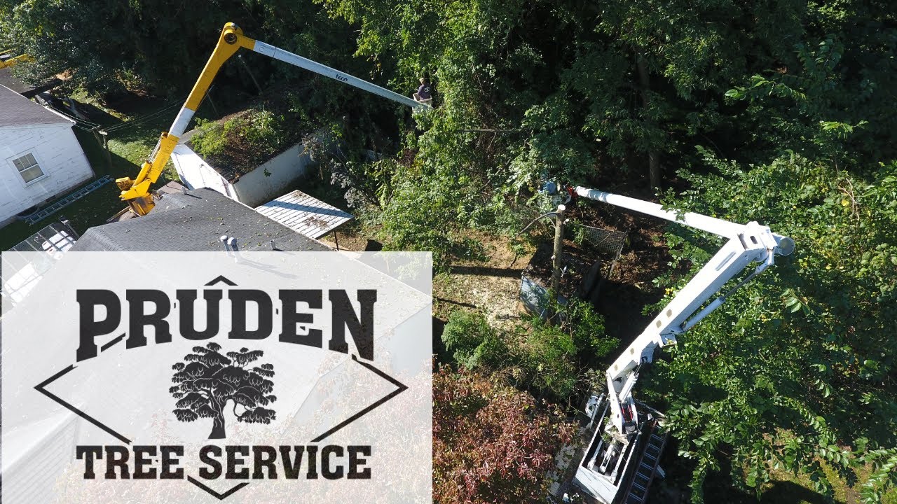 Dual Bucket Truck Tree Trimming - YouTube