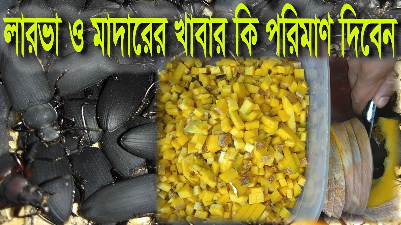 বিবিটল পোকার খাবার কি দিবো? bitol poka/বিটল পোকা/সমন্বিত কৃষি - YouTube