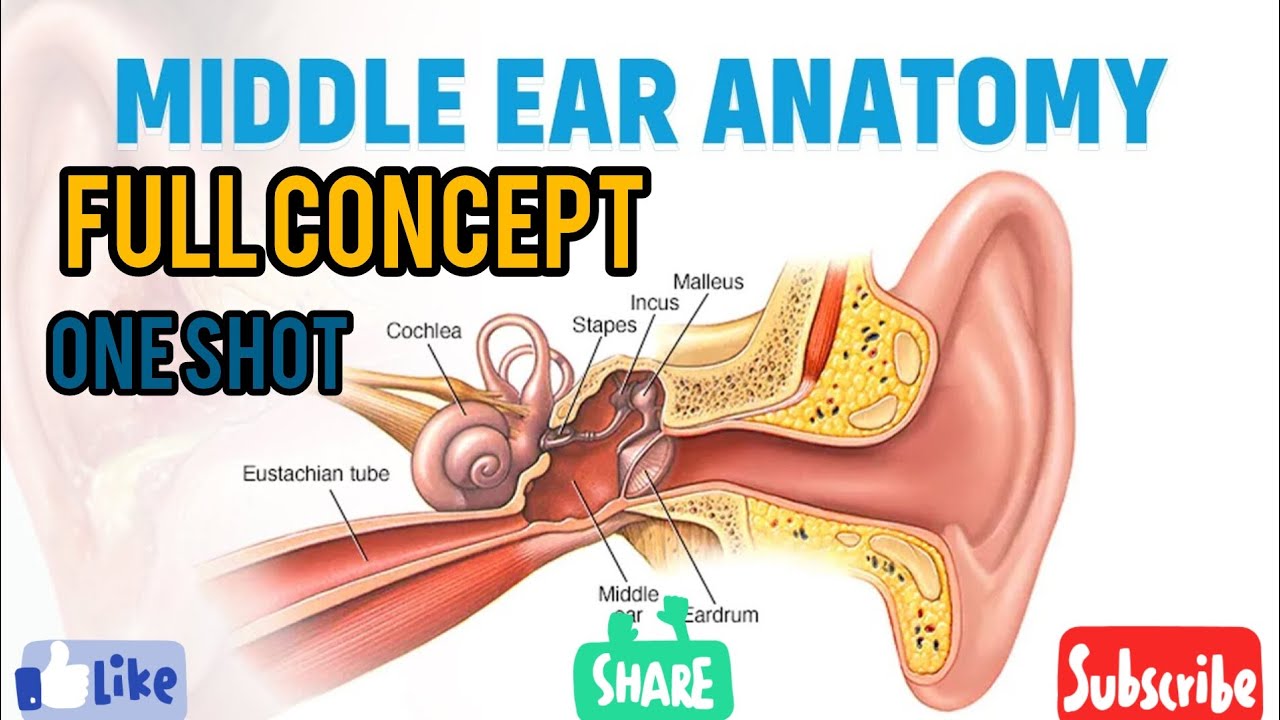 Anatomy of Middle Ear || Middle Ear kaisa kam karta Hai ...