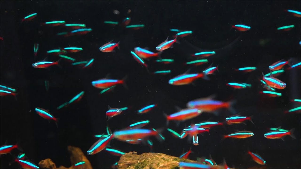 Roter Neon - Paracheirodon axelrodi - YouTube