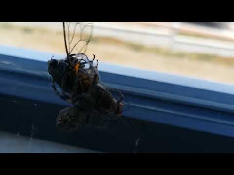 Hunter Spider