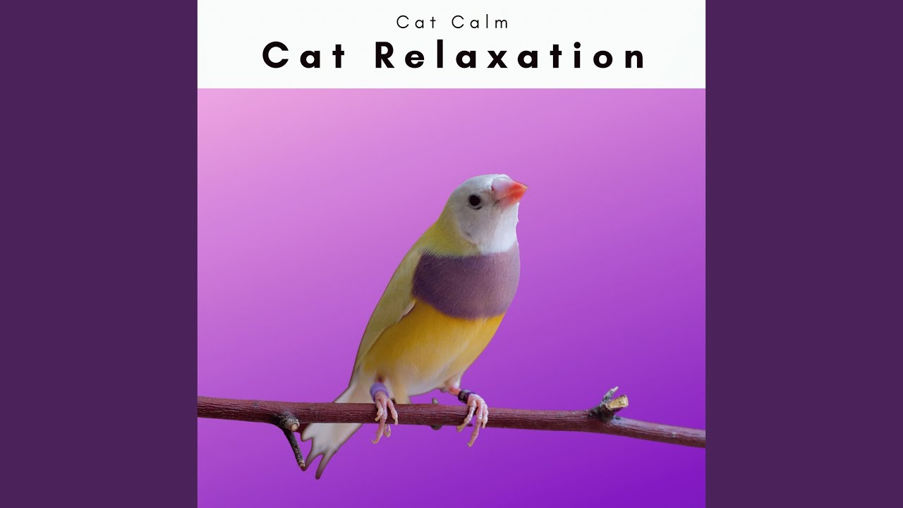 Soothing Cats Nap Tunes Pt. 1 - YouTube