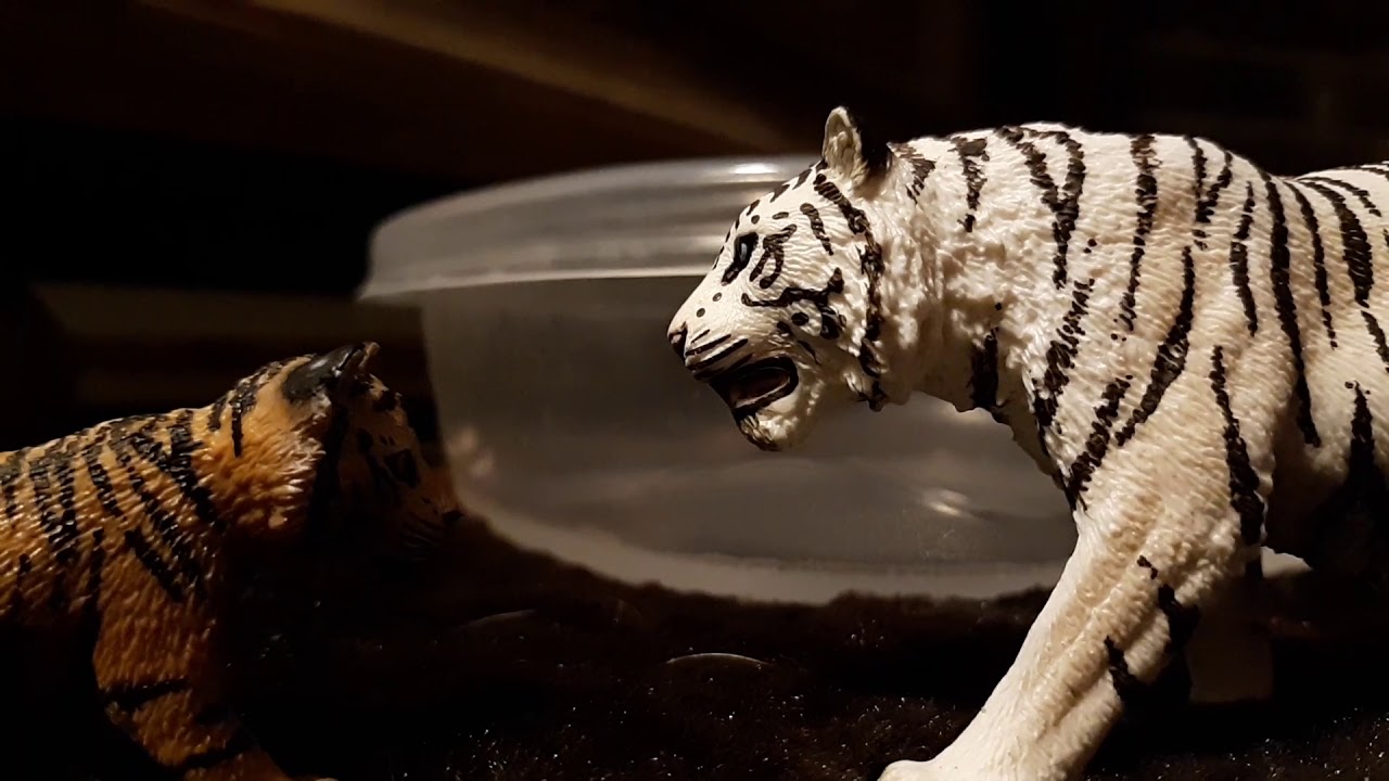 Sherkan: Ep6: Maddie likes sherkan? - YouTube