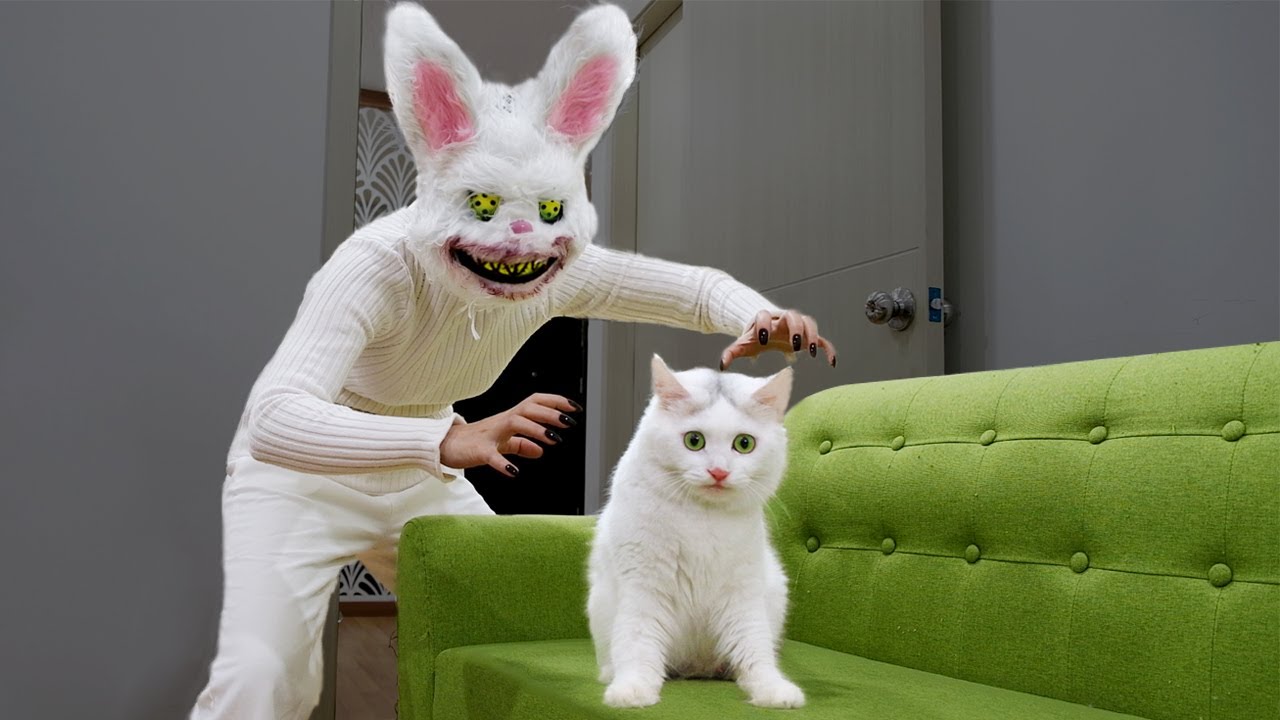 Cats vs Creepy Bunny - YouTube