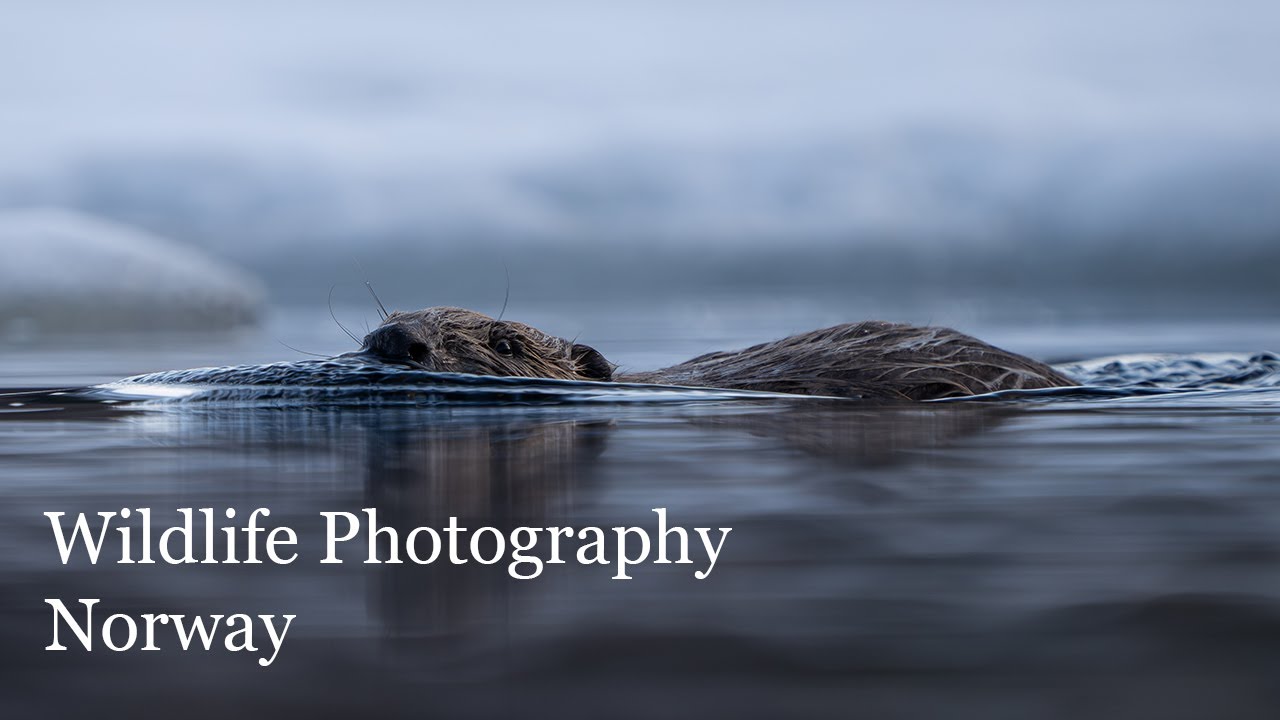 Photographing beavers in frozen mountain water in Norway - YouTube