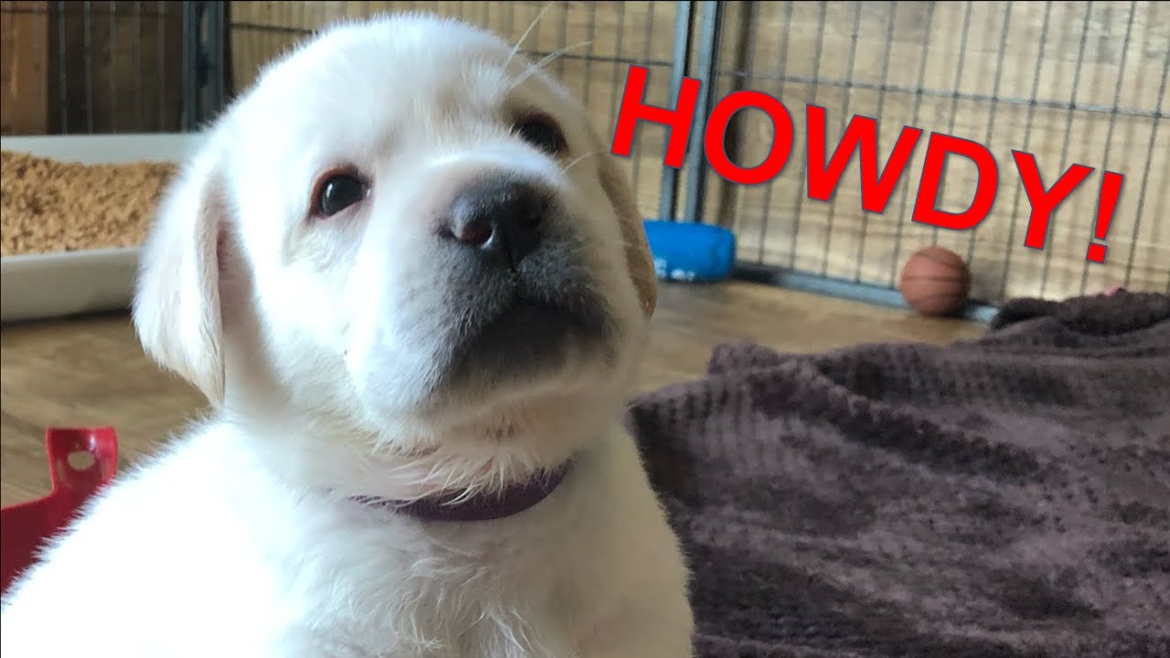 LIVE STREAM - Social Saturday Puppies - YouTube