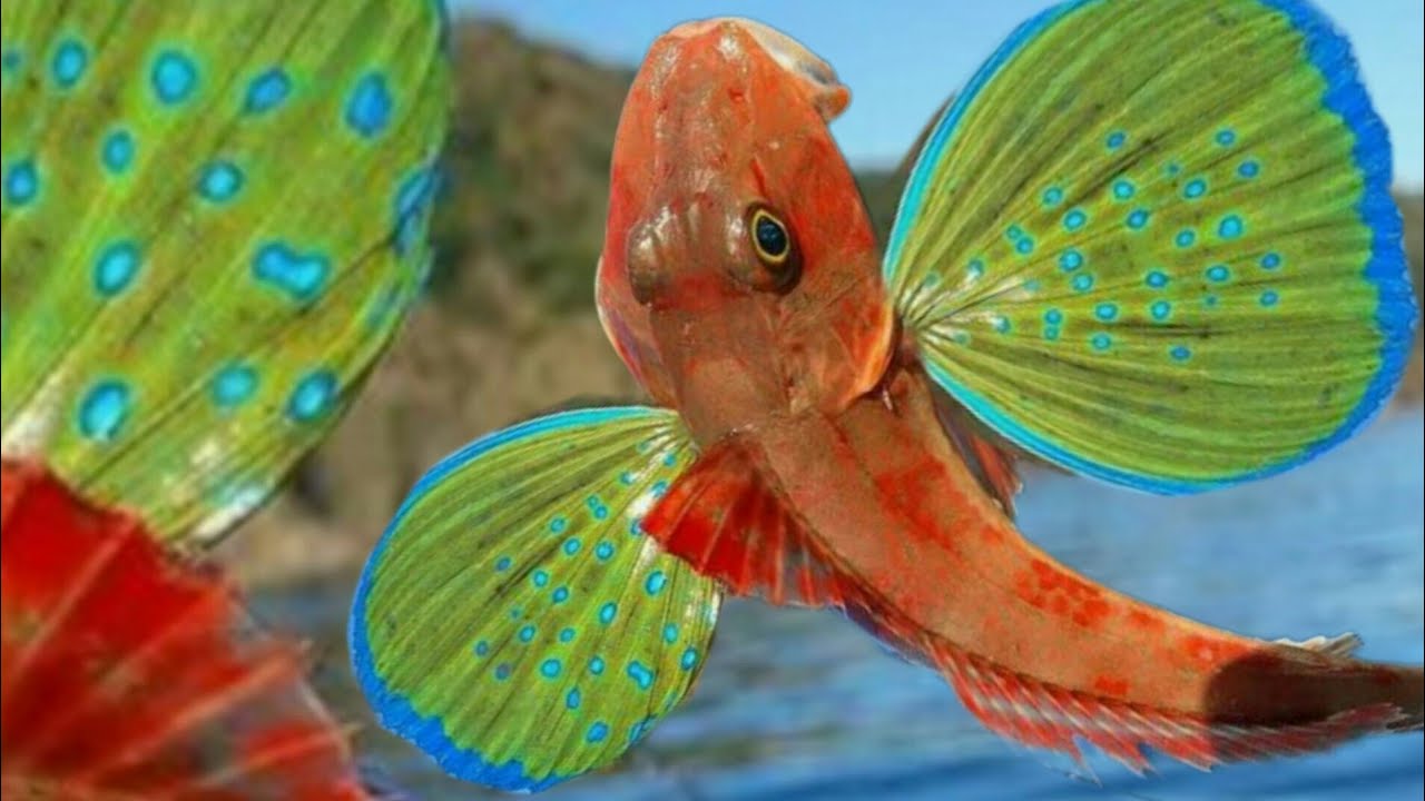 Flying Fish - Beautiful Coral Reef Fish - Aquarium 4K VIDEO HD ...